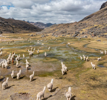 Alpaca 101: What Is Alpaca Wool And Why Should You Wear It? – PAKA®