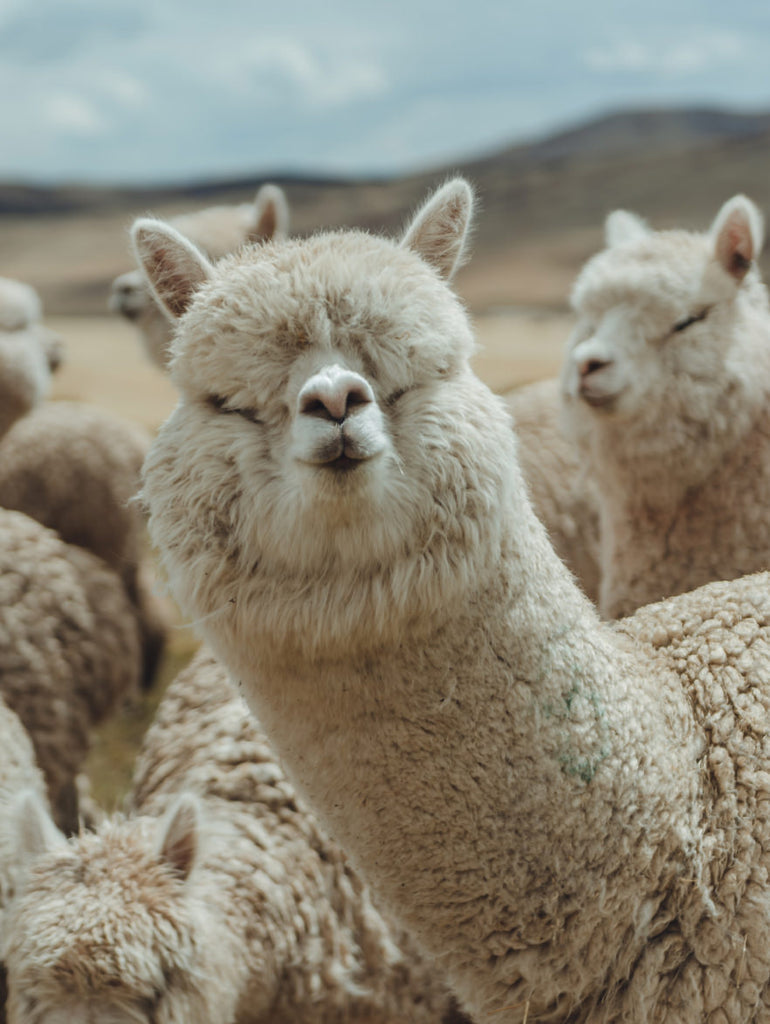How To Wash And Dry Alpaca Wool Clothing – PAKA®