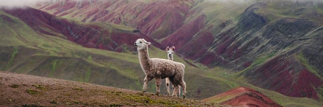 The Story Of Paka | Learn More About Peru Founded Alpaca B-corp® – PAKA®