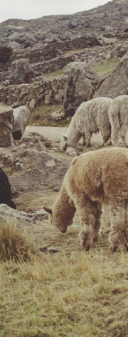 The Story Of Paka | Learn More About Peru Founded Alpaca B-corp® – PAKA®
