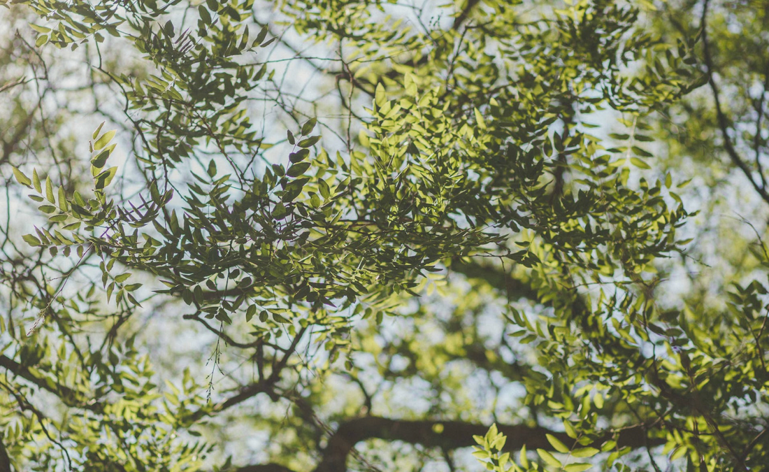 Women's Alpaca Bralette | Extra Soft And Breathable | PAKA®